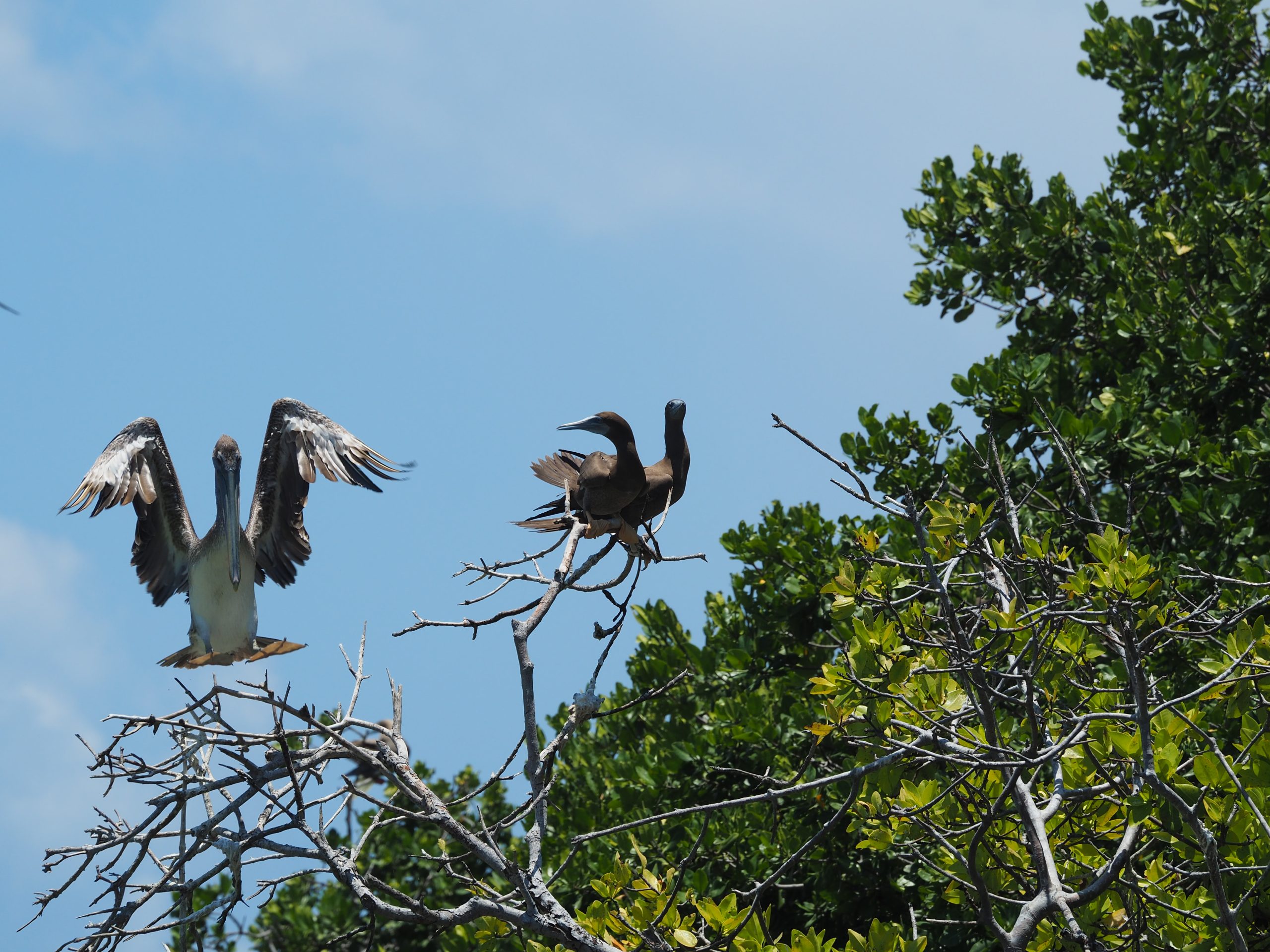 LAS AVES île de Barlovento - l'île aux oiseaux - Le Voyage de Teïs